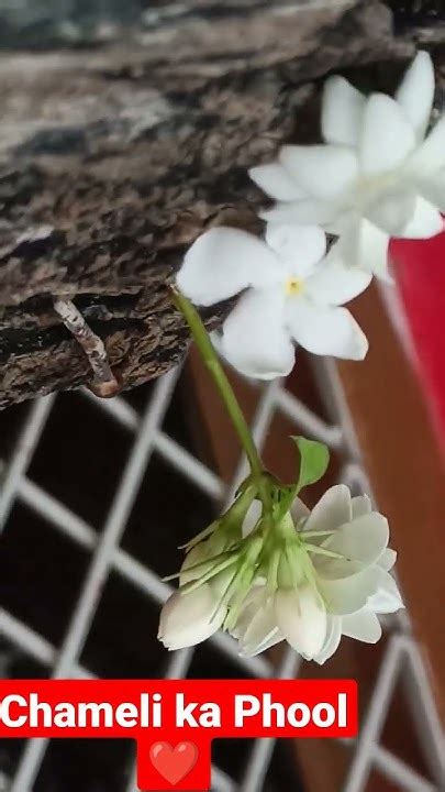 Chameli Ka Phool 🌸🌸youtubeshorts Nature Naturelovers Folwers