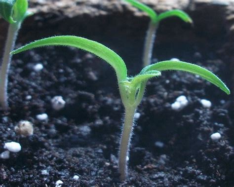 بذر گوجه فرنگی بلوش ارگانیک