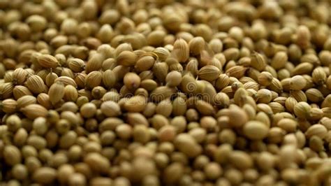 Closeup Of Bunch Of Dried Coriander Seeds Stock Video Video Of