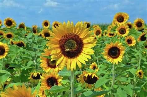 Sunflower Field Photograph By Kerri Batrowny Fine Art America