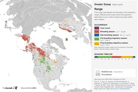 Greater Or Lesser Scaup Id Whats The Difference Through The Mirror