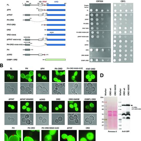 Structure Of The Orp3 Ord A Schematic Representation Of The Domain Download Scientific