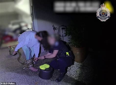 Carpet Python Tries To EAT A Woman In Samford Valley North West Of Brisbane Daily Mail Online