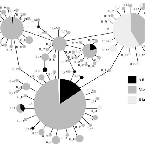 Minimum Spanning Network Showing The Relationships Among The Recorded