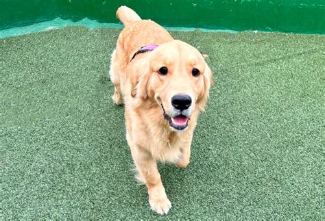 골든리트리버만두 강아지책임분양 강아지분양 고양이분양 컴투펫 시츄 셔틀랜드쉽독 말티푸 미니핀 치와와 요크셔테리어 포메라니안 말티즈 분양