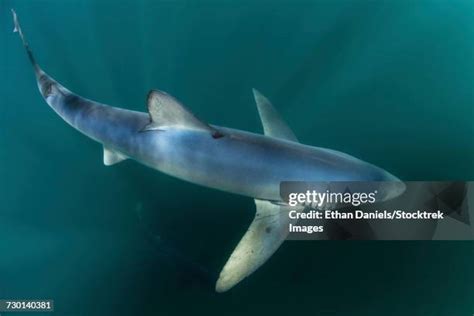 Great White Shark Top View