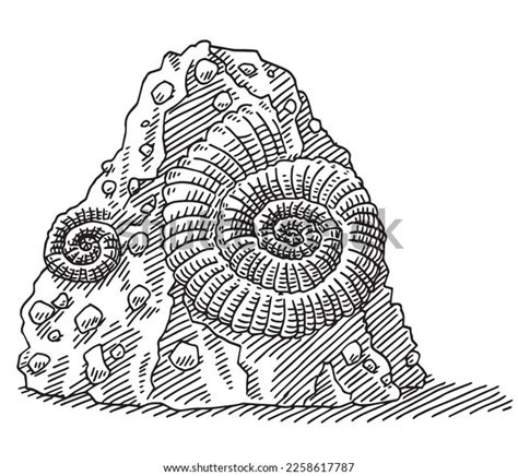 Handdrawn Vector Drawing Snail Fossil On Stock Vector Royalty Free 2258617787 Shutterstock