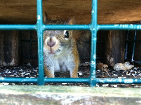 Trapped Squirrel In Cage