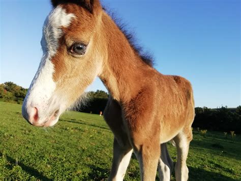 Everything You Need To Know About Foal Development The First Month