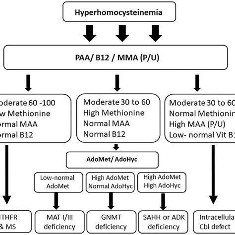 The Homocysteine Metabolic Cycle Abbreviations Adk Adenosine Kinase