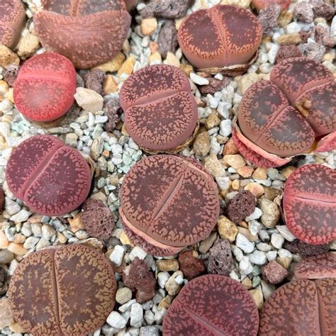 Lithops Aucampiae Cv Rudesheim Ruby Cactus And Other Succulent Plants Online