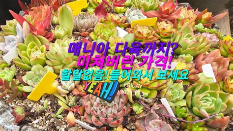 2023년 11월03일多肉植物국민다육 방문구매3개5000원선녀와나무꽃화분다육신상안내다육금화분택배다육택배