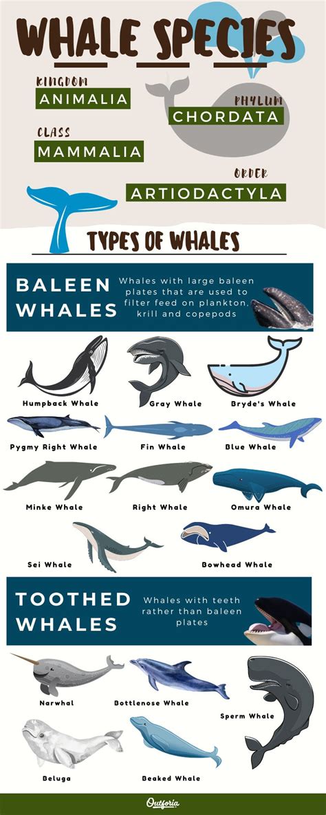 Whale Chart Print Whale Chart Poster Whale Chart Art Poster Etsy