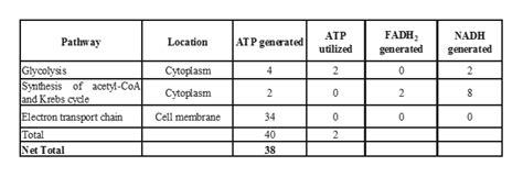 Answered What Is The Net ATP Yield For Bacteria Bartleby