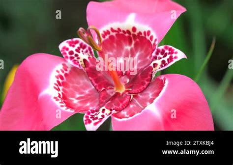 Peacock Iris Stock Videos And Footage Hd And 4k Video Clips Alamy