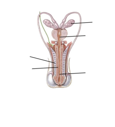 Bi 117 Lab Reproductive Part 2 Diagram Quizlet
