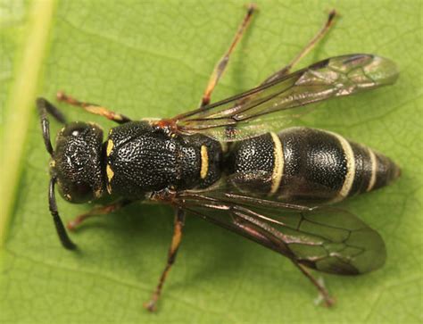 Mason Wasp Parancistrocerus Pensylvanicus Bugguide Net