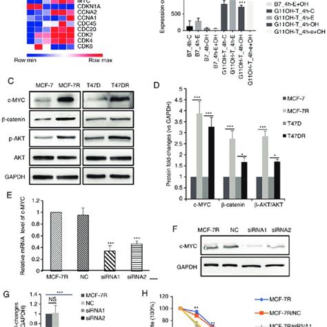 C Myc Expression Is Increased In Tam Resistant Breast Cancer Cells And Download Scientific