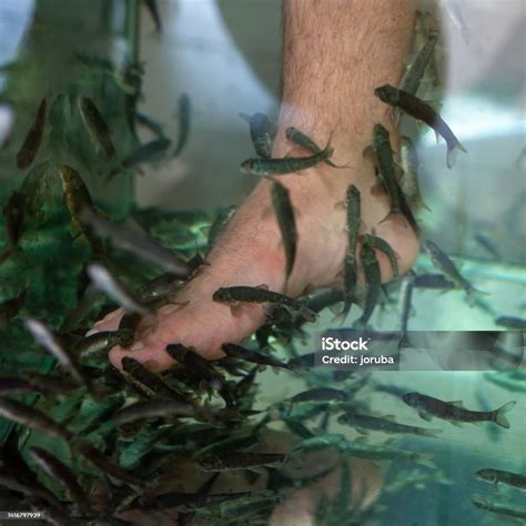 가라 루파 의사 물고기는 물 탱크에서 인간의 다리 피부를 치료합니다 감금 상태에 대한 스톡 사진 및 기타 이미지 감금 상태 건강관리와 의술 건강한 생활방식 Istock