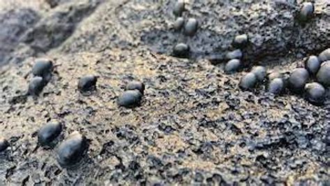 Pipipi Snails Hang Out On Hawaiis Rocky Shorelines Hawaii Aloha Travel