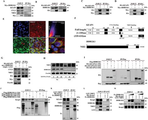 Ddrgk1 Interacts With Keap1 A Interactions Between Ddrkg1 And Nrf2