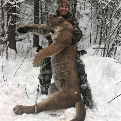 Lynx Bobcat Cougar Hunts British Columbia Canada Hunting Guides