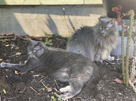 Sisters Raven And Eevee Surveying Their Domain R Cats