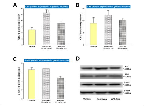 alterations in cse a cbs b and 3 mst c protein expression in