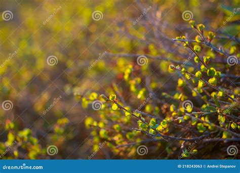 Branches Of Dwarf Birch With New Leaves Stock Image Image Of Nana