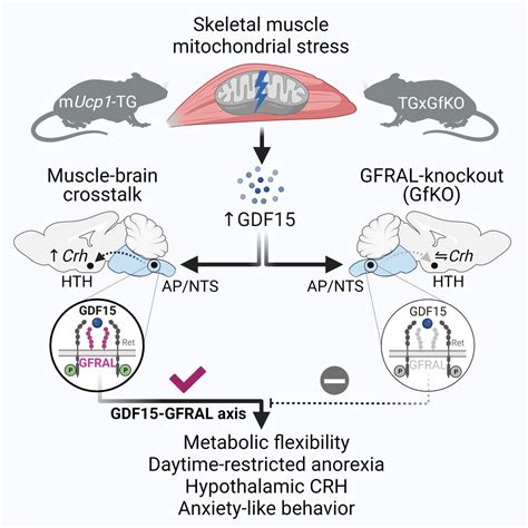 Mitochondrial Stress Induced Gfral Signaling Controls Diurnal Food