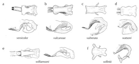 Male Genital Ligula A D Ectal View Above And Lateral View Below Download Scientific