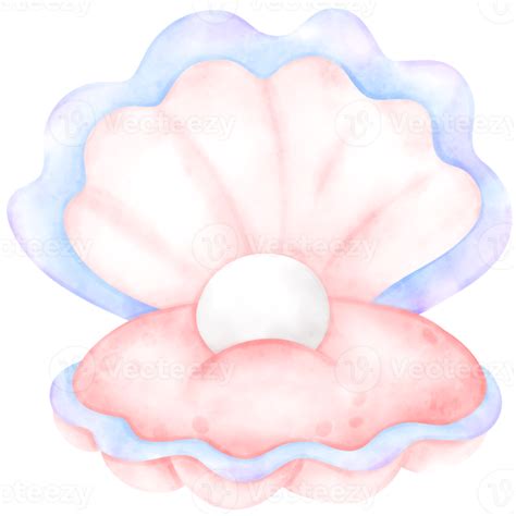 Cute Pearl Shell Shell Illustration Pearl Shell Cute Shell