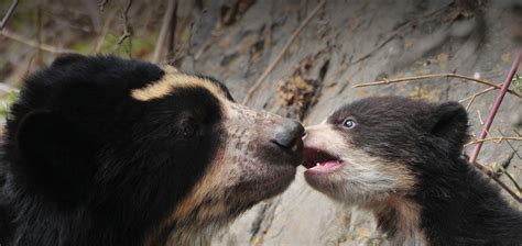 Spectacled Bear Conservation Status At Roger Monday Blog