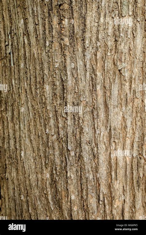 Tree Bark Texture Background Stock Photo Alamy