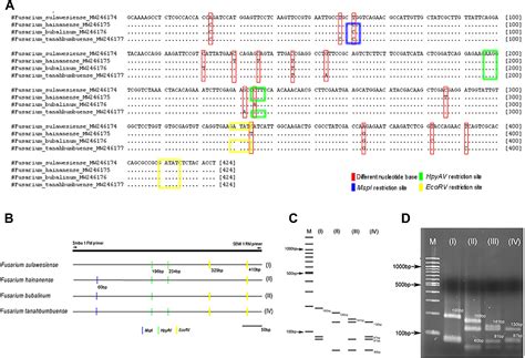 Figure 2 From Development Of Pcr Rflp Technique For Identify Several Members Of Fusarium