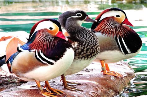 Mandarin Duck Male Male Mandarin Duck In Eclipse Plumage Art Prints