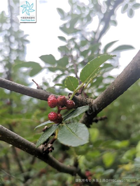 Yolov5pricklyash Object Detection Dataset By Aloha