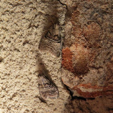 Maple Webworm Moth Pococera Asperatella Clemens 1860 Butterflies And Moths Of North America