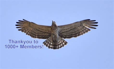 Birds Visit And Like My Page Birds Sri Lanka ╚══════════════════════════╝ Like Comment Share