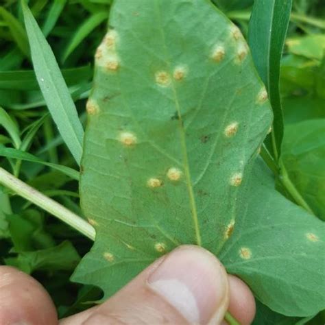 Puccinia Convolvuli Mushroom Identification Habitat And Uses