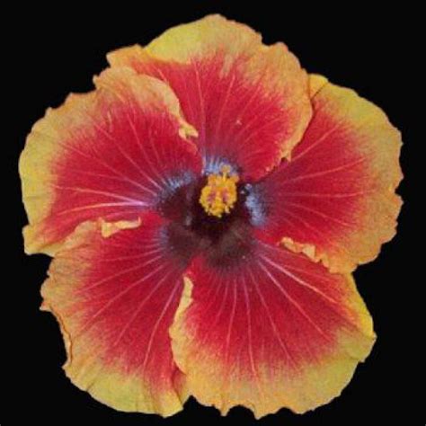 Whirls N Twirls Hibiscus Hibiscus World