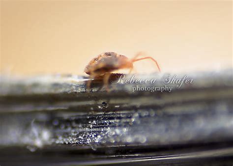 Very Tiny Red Bug Bryobia BugGuide Net