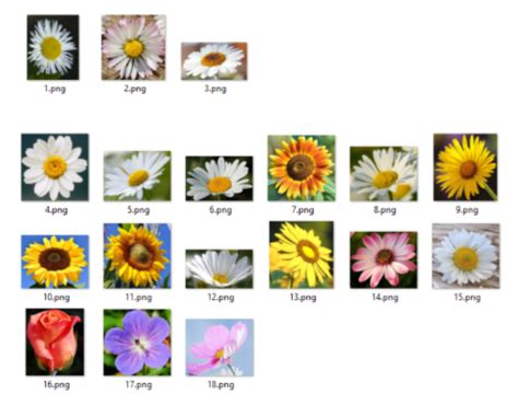 GitHub Hodjy Flower Detector OpenCV Blossom A Program That Uses Template Matching In Order