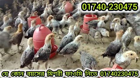 ডিমের রাজা ফাউমি মুরগির খামার ১মাস বয়সের মুরগির দাম ফাউমি মুরগি পালন 01740230475 শেরপুর