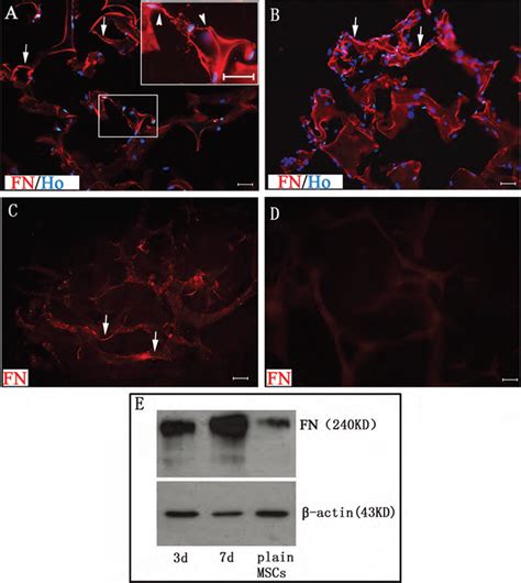 Immunofluorescence And Western Blot Detection Of Fibronectin Fn A