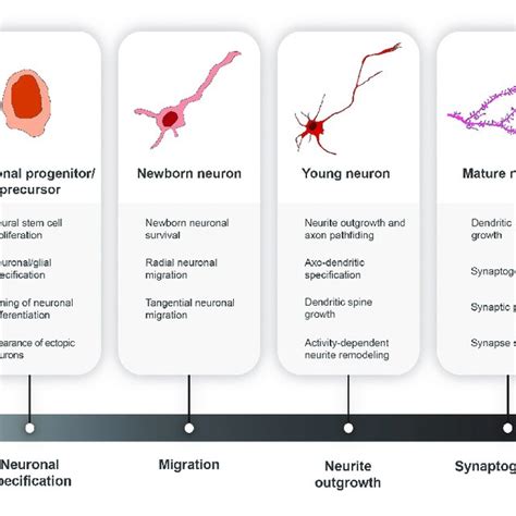 Glial Cell Functions In Nervous System Development Progression From