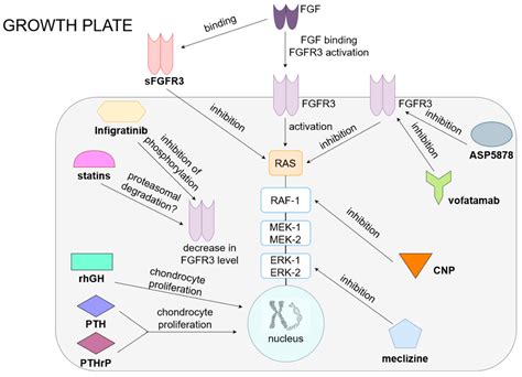 Fgfr3 Mutation Achondroplasia