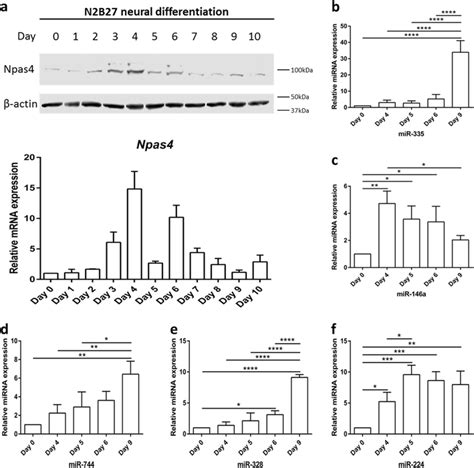 Npas4 And Mirna Expression Profiles During Neural Differentiation Of