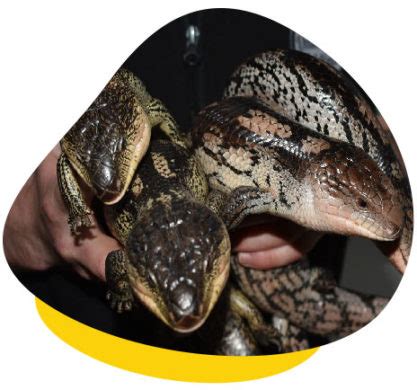 Reptile Sexing How To Determine If Your Reptile Is Male Or Female