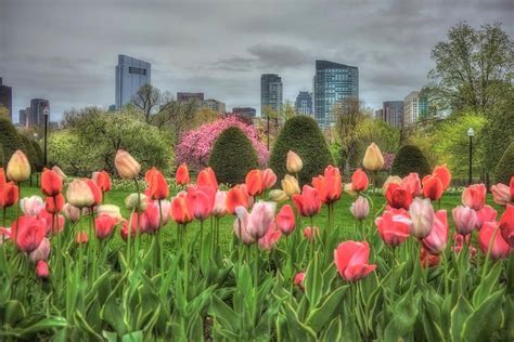 Shop Tulips In The Boston Public Garden Art By Joann Vitali